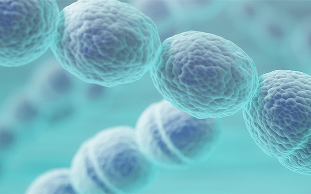 MRSA (Methicillin-Resistente bzw. Multiresistente Staphylococcus aureus)